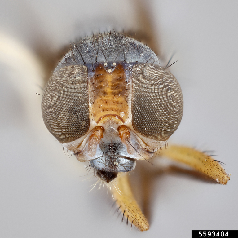 Picture-winged fly (Acrosticta apicalis)