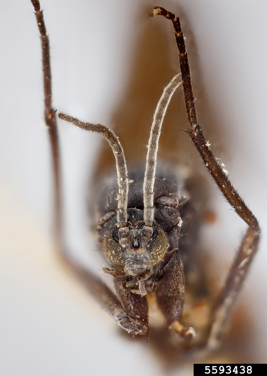 Dark-winged fungus gnat (Bradysia picea (Rubsaamen))