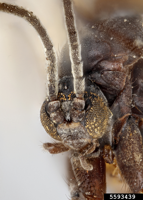 Dark-winged fungus gnat (Bradysia picea (Rubsaamen))