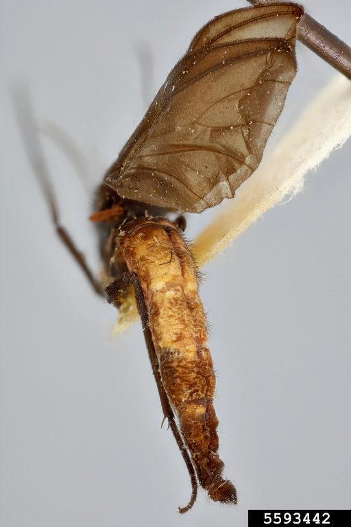Dark-winged fungus gnat (Bradysia picea (Rubsaamen))