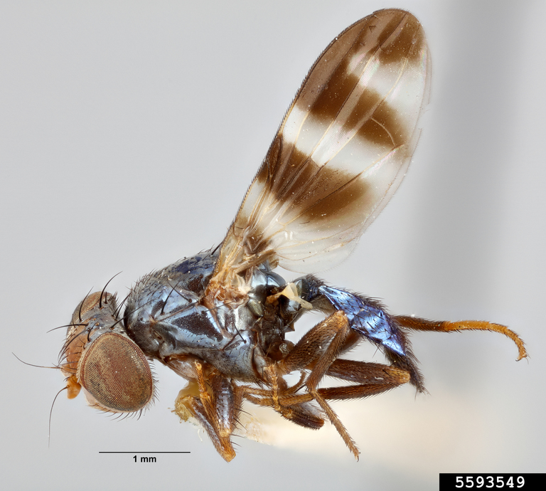 Cornsilk fly (Euxesta annonae)