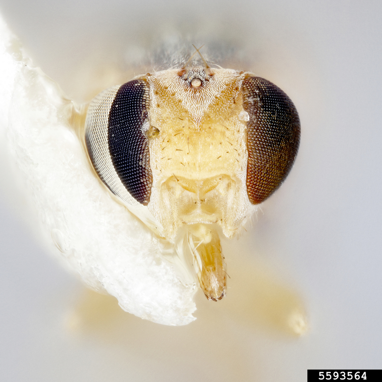 Frit fly (Hippelates dorsalis)