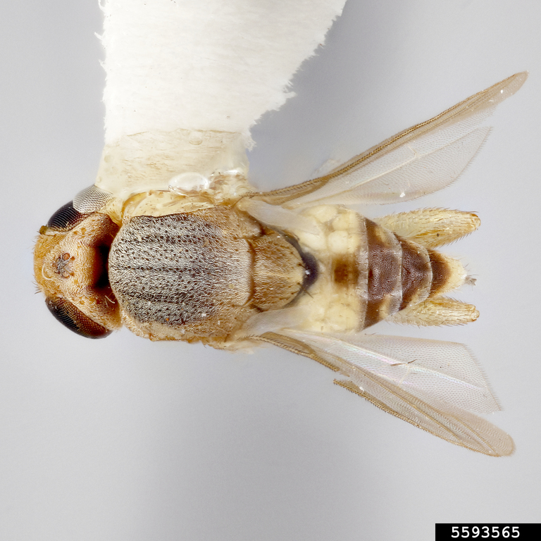 Frit fly (Hippelates dorsalis)