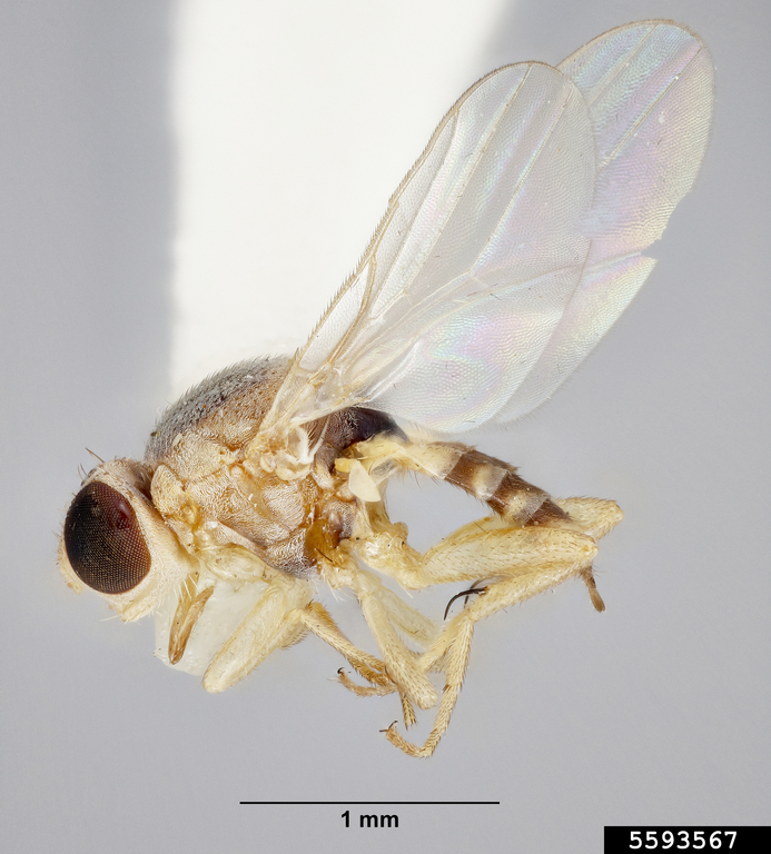 Frit fly (Hippelates dorsalis Loew)
