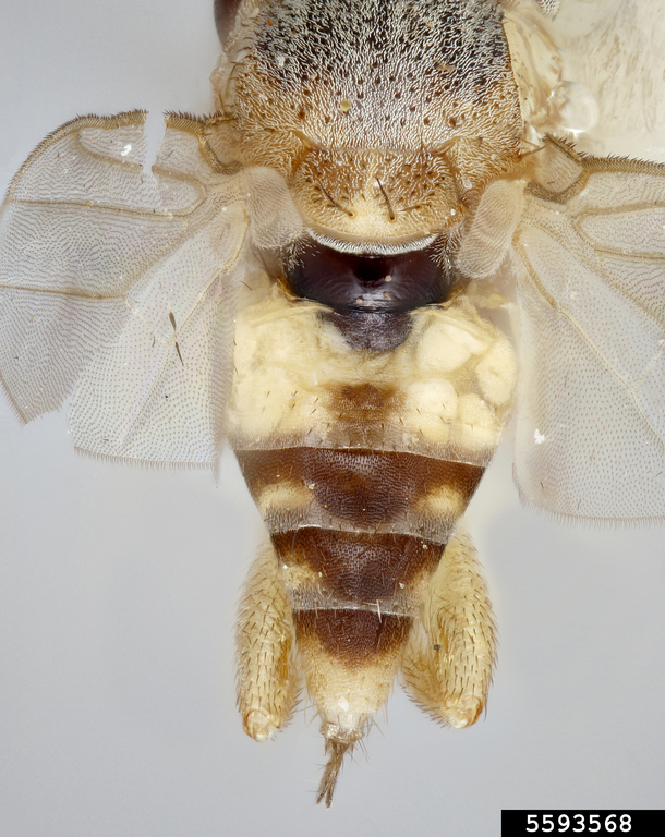 Frit fly (Hippelates dorsalis)