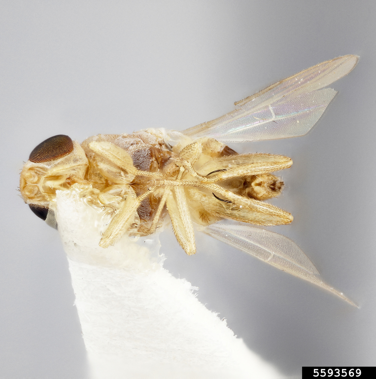Frit fly (Hippelates dorsalis Loew)