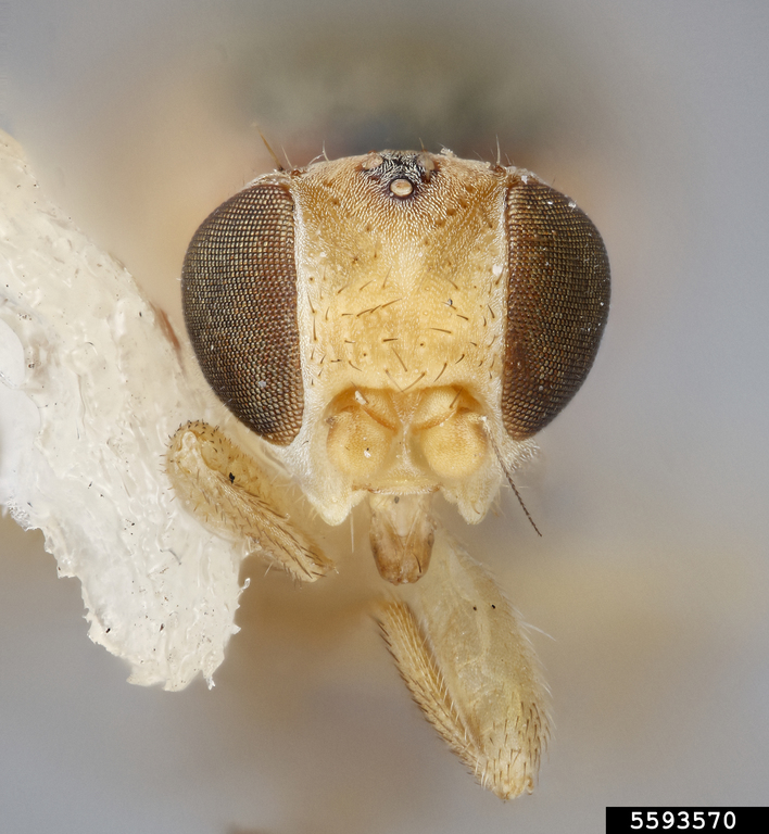 Frit fly (Hippelates dorsalis Loew)
