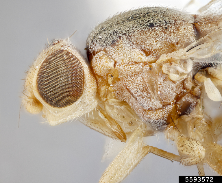 Frit fly (Hippelates dorsalis Loew)