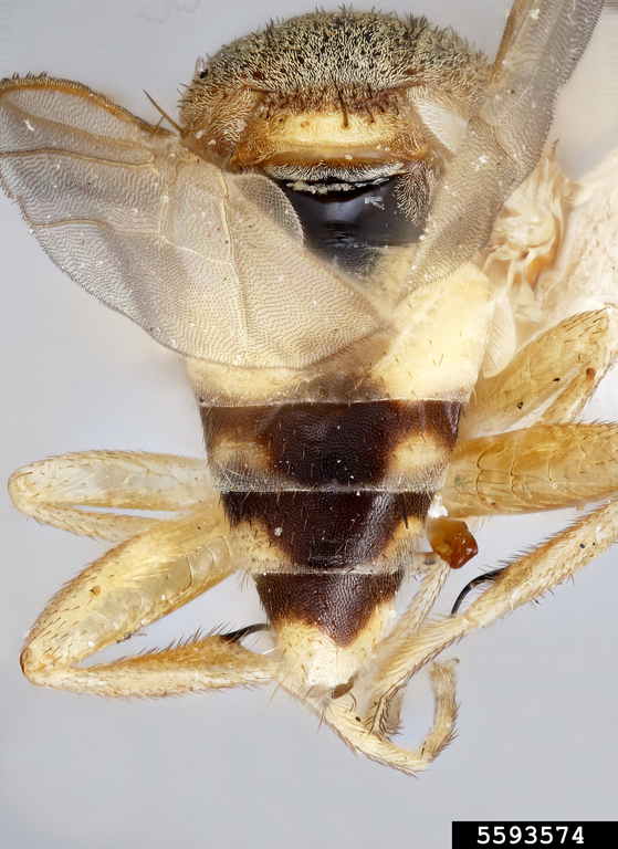 Frit fly (Hippelates dorsalis Loew)