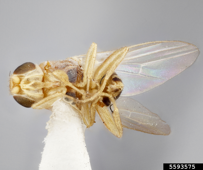 Frit fly (Hippelates dorsalis Loew)