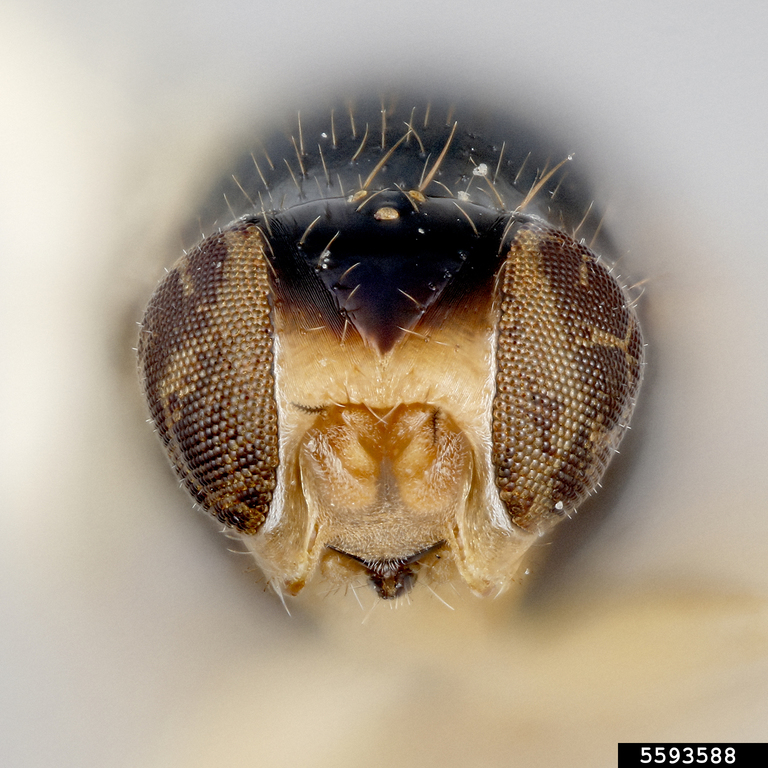 Eye gnat, Liohippelates currani (Diptera: Chloropidae) - 5593588