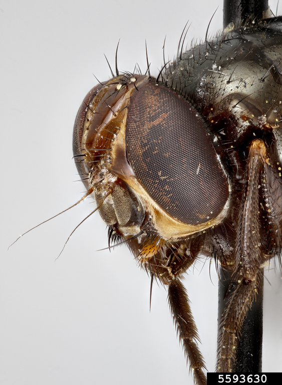 House fly (Ophyra aenescens (Wiedemann))
