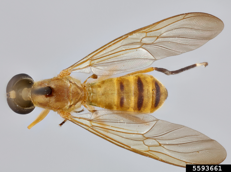 Soldier fly (Ptecticus testaceus Fabricius)
