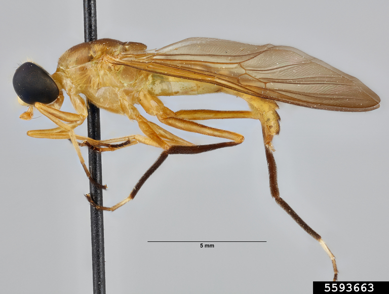 Soldier fly (Ptecticus testaceus)