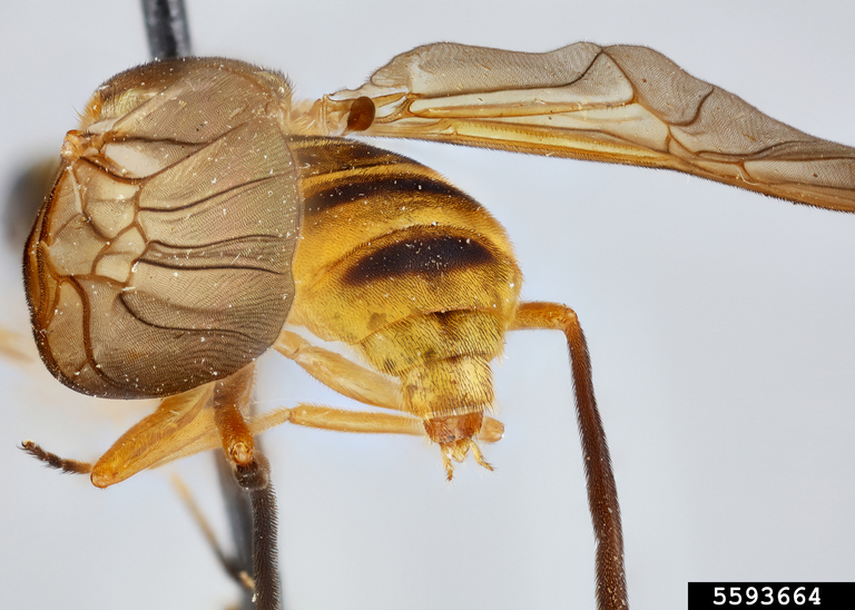 Soldier fly (Ptecticus testaceus Fabricius)