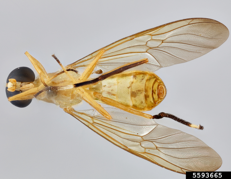 Soldier fly (Ptecticus testaceus)