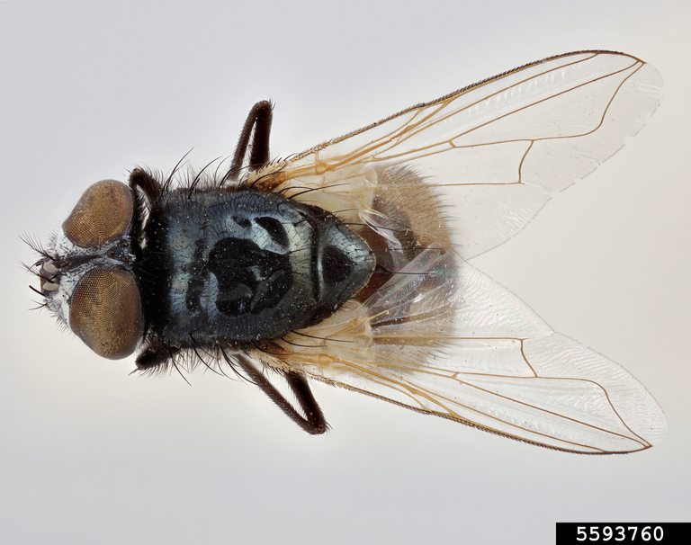 licking fly (Musca vitripennis Meigen, 1826)