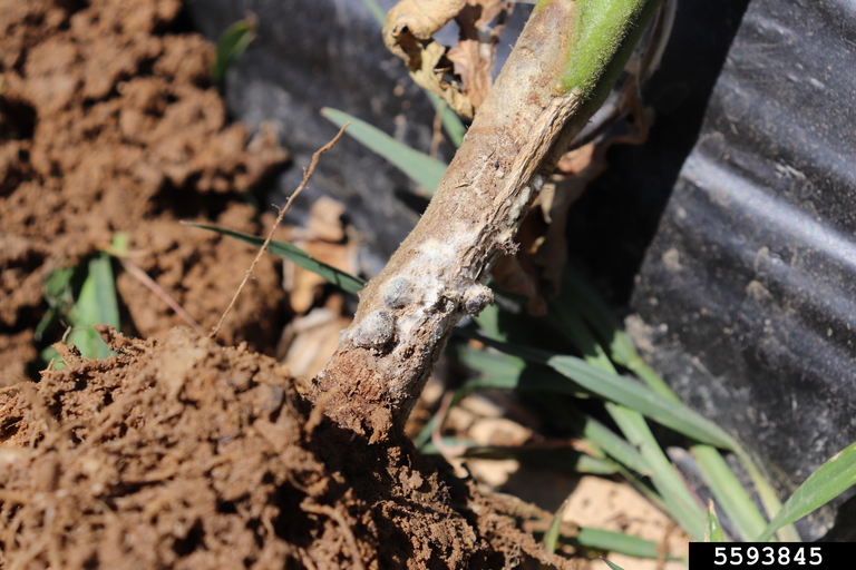 Sclerotinia timber rot (Sclerotinia sclerotiorum)