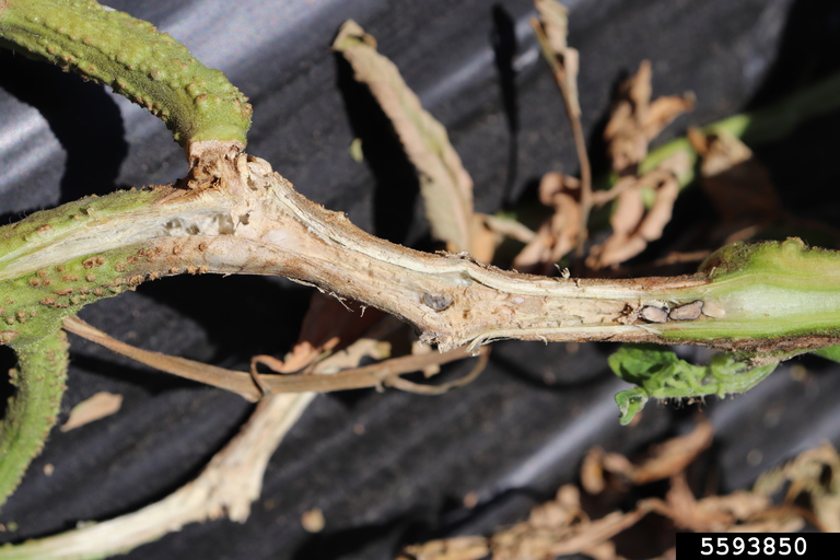 Sclerotinia timber rot (Sclerotinia sclerotiorum)