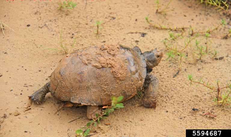 gopher tortoise (Gopherus polyphemus (Daudin))