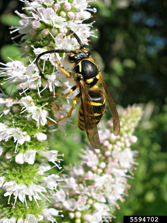 aerial yellowjacket (Dolichovespula arenaria (Fabricius))