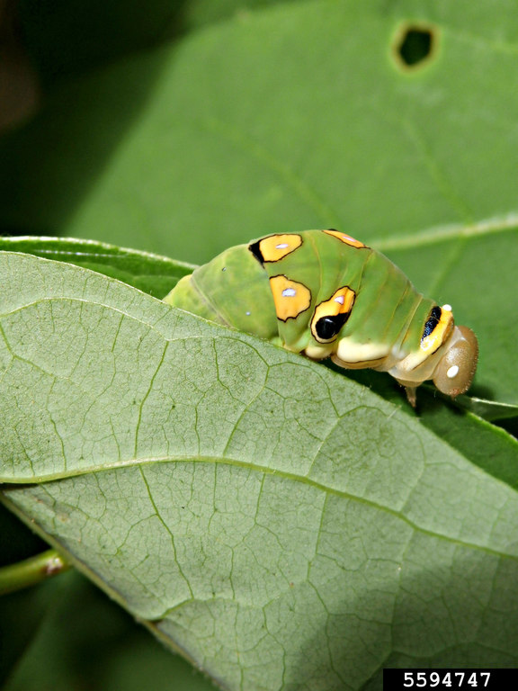 spicebush swallowtail (Papilio troilus Linnaeus)