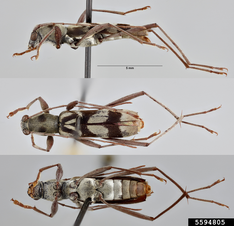 longhorned beetle (Demonax transilis Bates)
