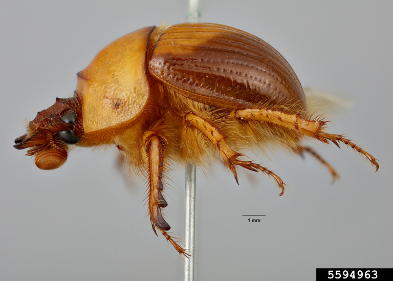 Earth-Boring Scarab beetle (Bolbocerosoma nigroplagiatum (Waterhouse))