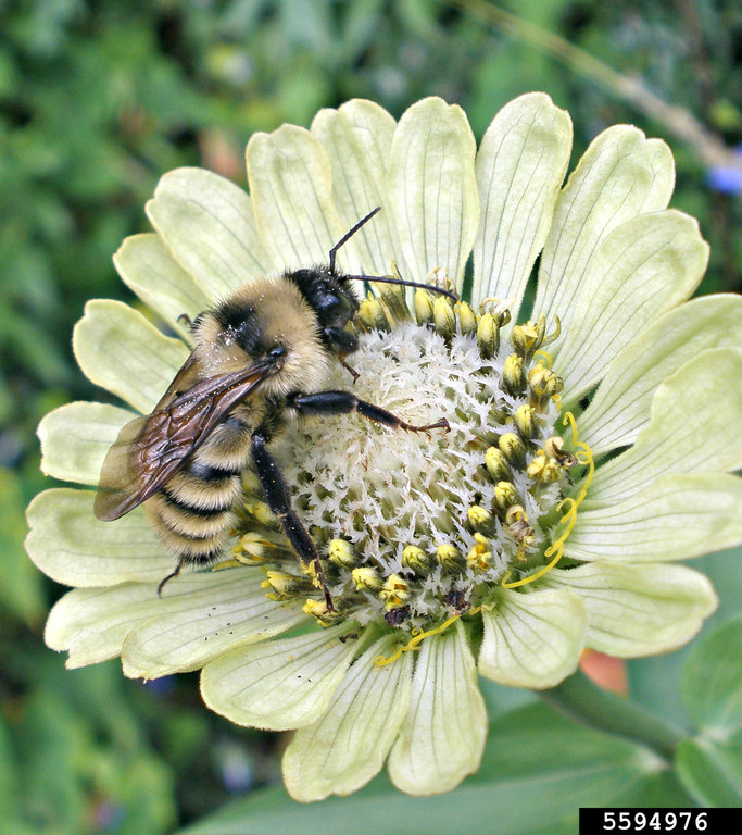 golden northern bumble bee (Bombus fervidus (Fabricius))