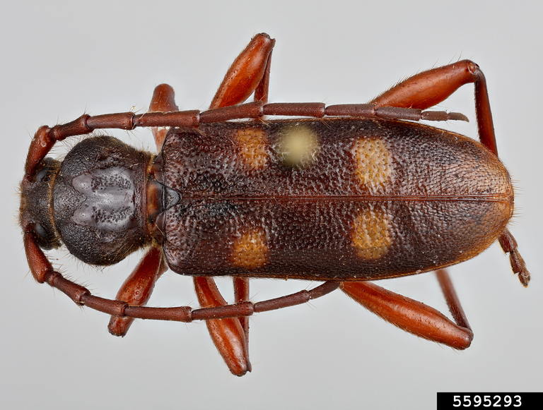 Sugi Bark Borer (Semanotus japonicus Lacordaire, 1869)