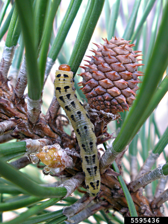 redheaded pine sawfly (Neodiprion lecontei (Fitch))