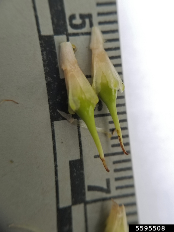 branched bur-reed (Sparganium androcladum (Engelm.) Morong)