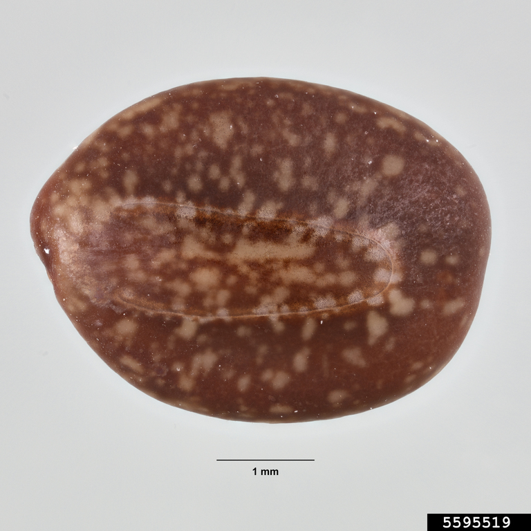 prairie acacia (Acacia angustissima)