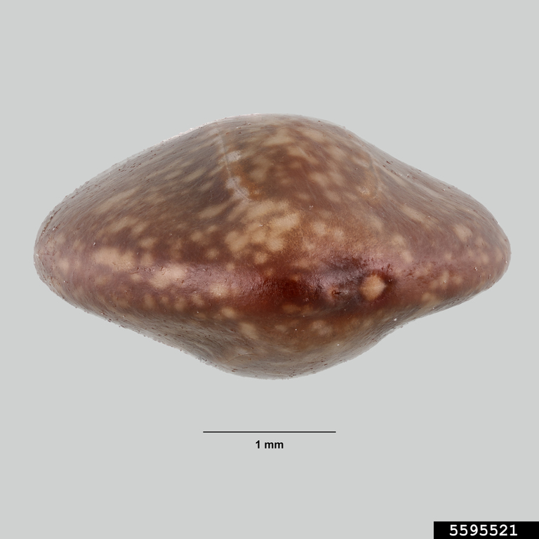 Acaciella angustissima var. angustissima (Mill.) Britton & Rose
