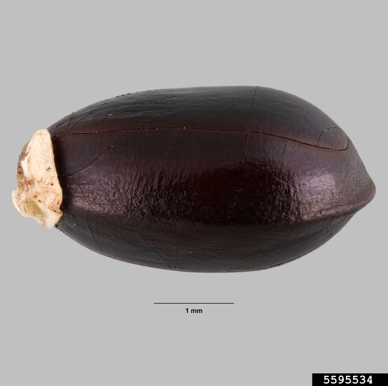 screw-pod wattle (Acacia implexa Benth.)