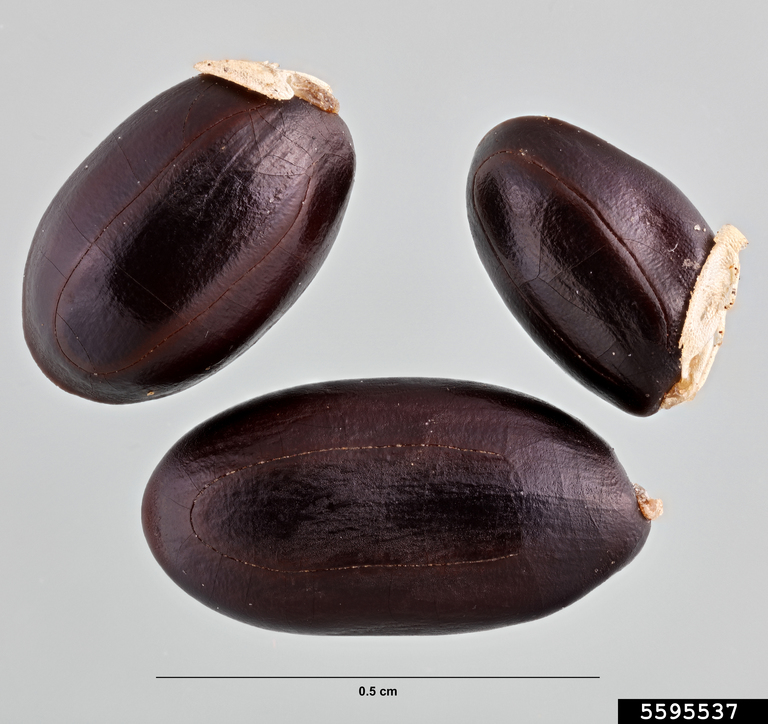 screw-pod wattle, Acacia implexa (Fabales: Fabaceae) - 5595537