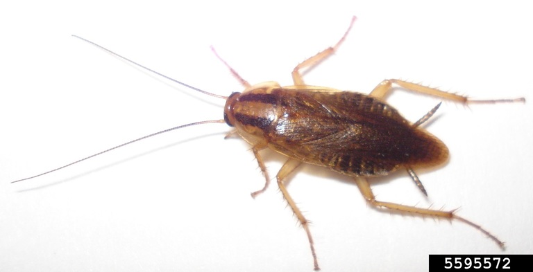 German cockroach (Blattella germanica)