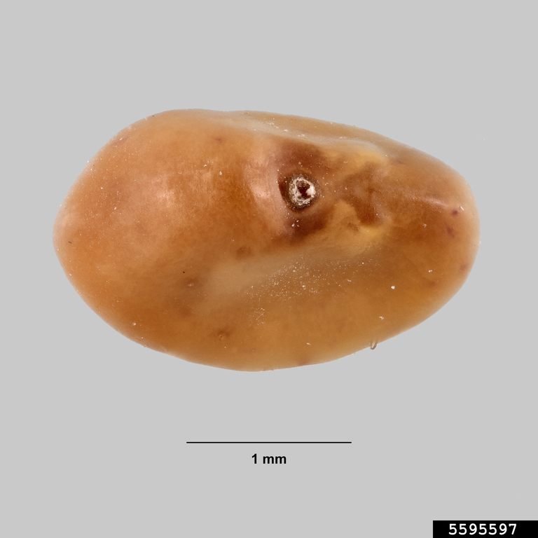 camelthorn (Alhagi maurorum)