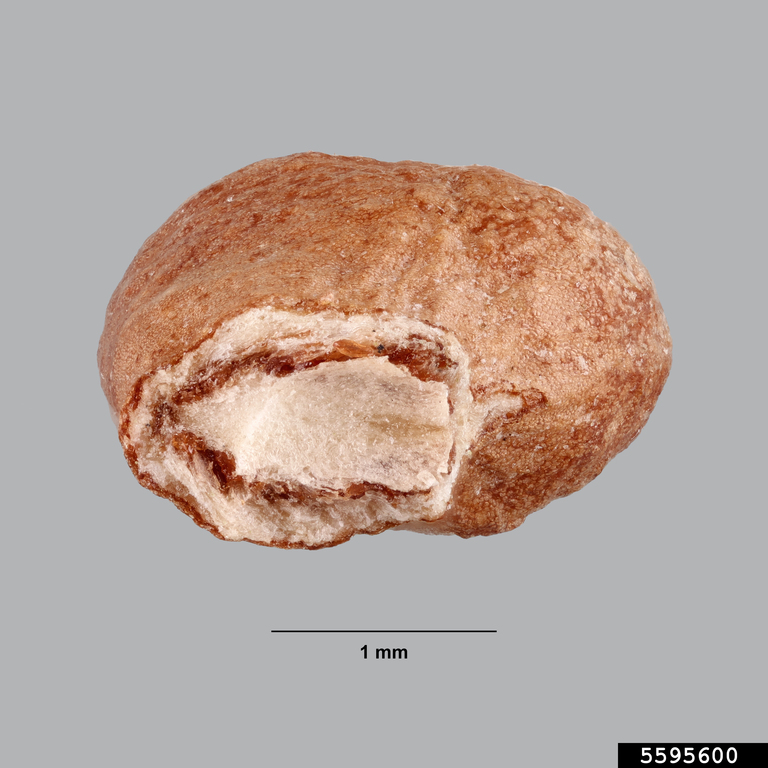 camelthorn (Alhagi maurorum)