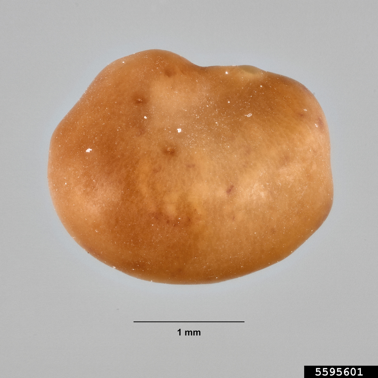 camelthorn (Alhagi maurorum Medik)