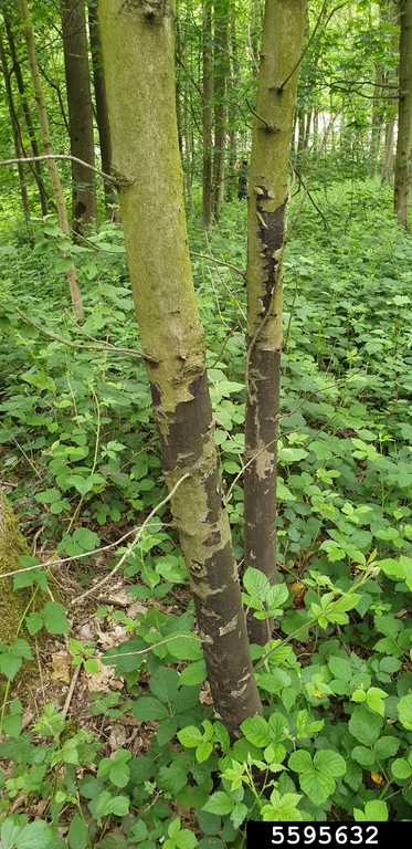 sooty bark disease of maples (Cryptostroma corticale (Ellis & Everh.) P ...