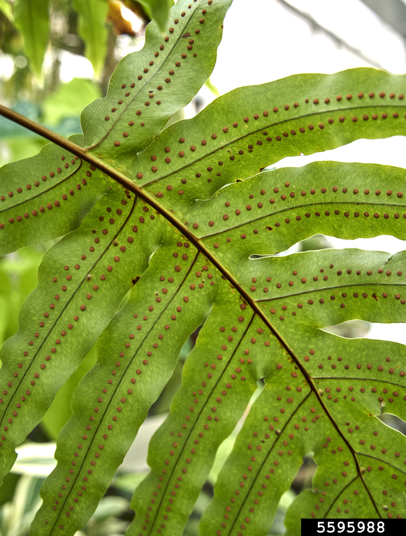 basket fern (Drynaria coronans (Wall. ex Mett.) J.Sm.)