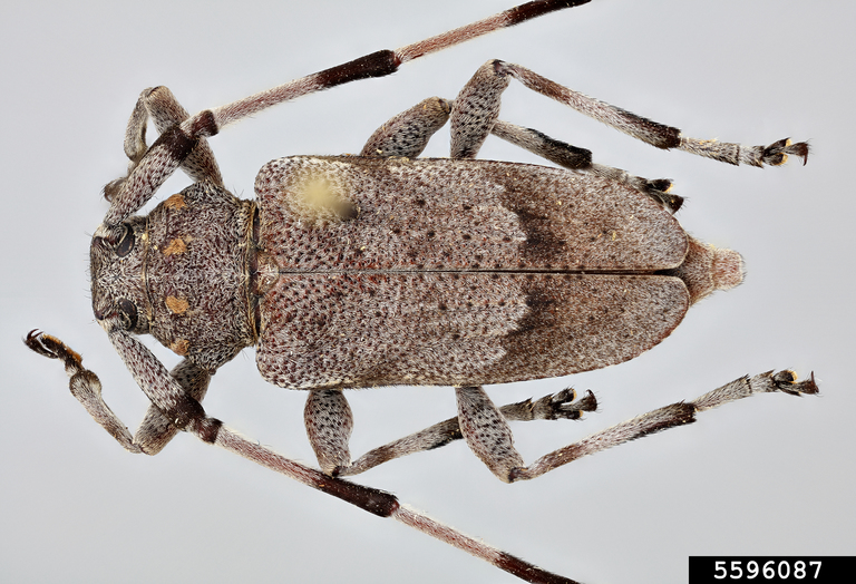 Siberian timberman (Acanthocinus aedilis)