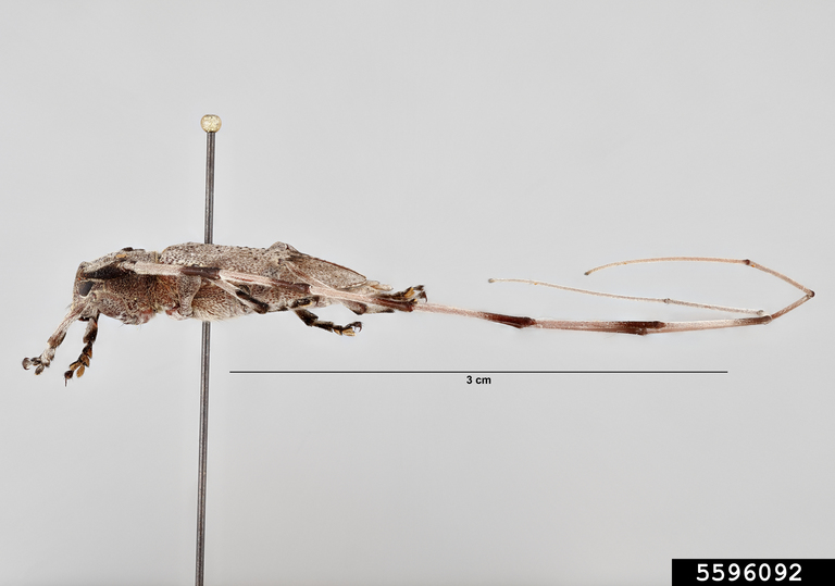 Siberian timberman (Acanthocinus aedilis)