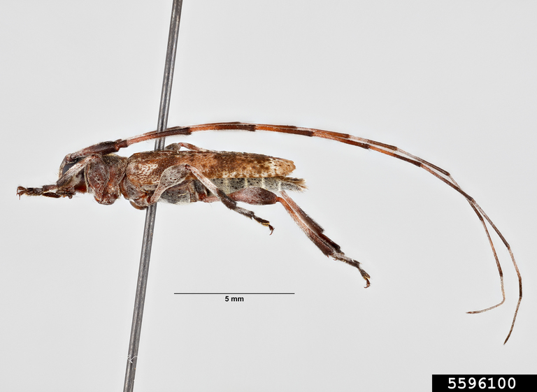 Longhorn Beetle (Acanthocinus griseus)