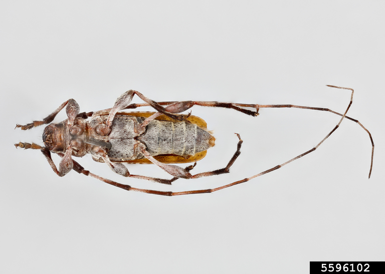 Longhorn Beetle (Acanthocinus griseus)