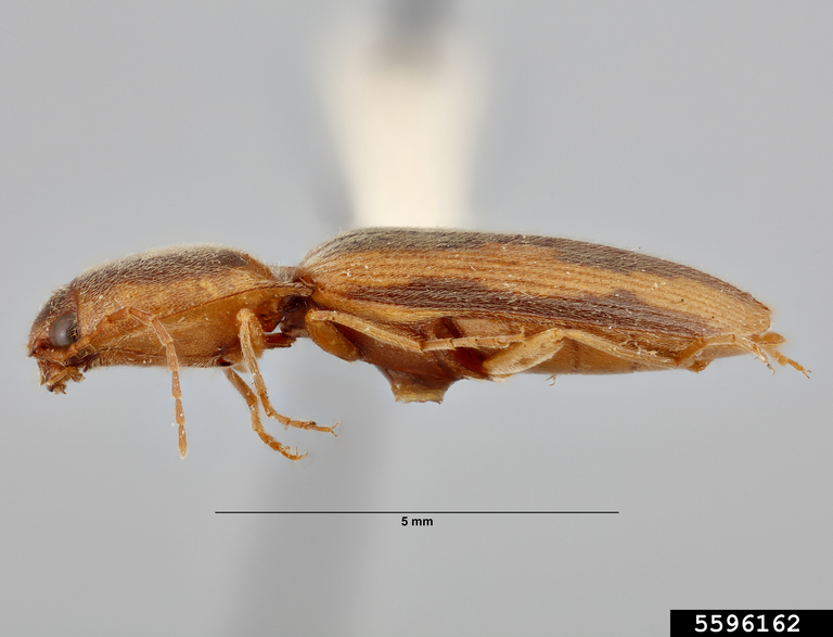 tobacco wireworm (Conoderus vespertinus)