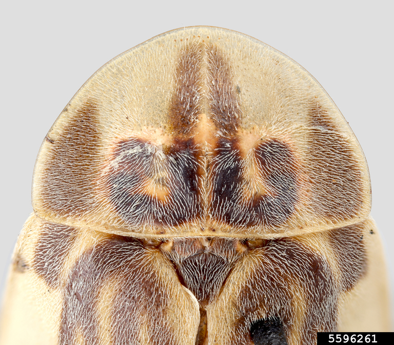 firefly (Aspisoma depictum)