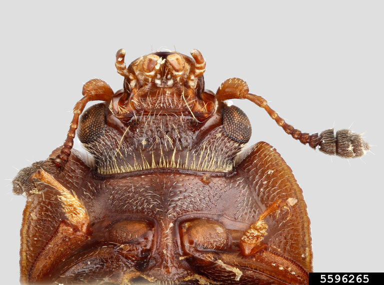 dusky sap beetle (Carpophilus lugubris)