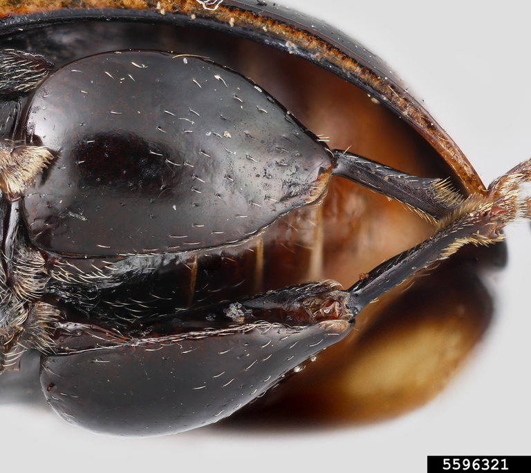 flea beetles (Tribe Alticini) (Tribe Alticini)